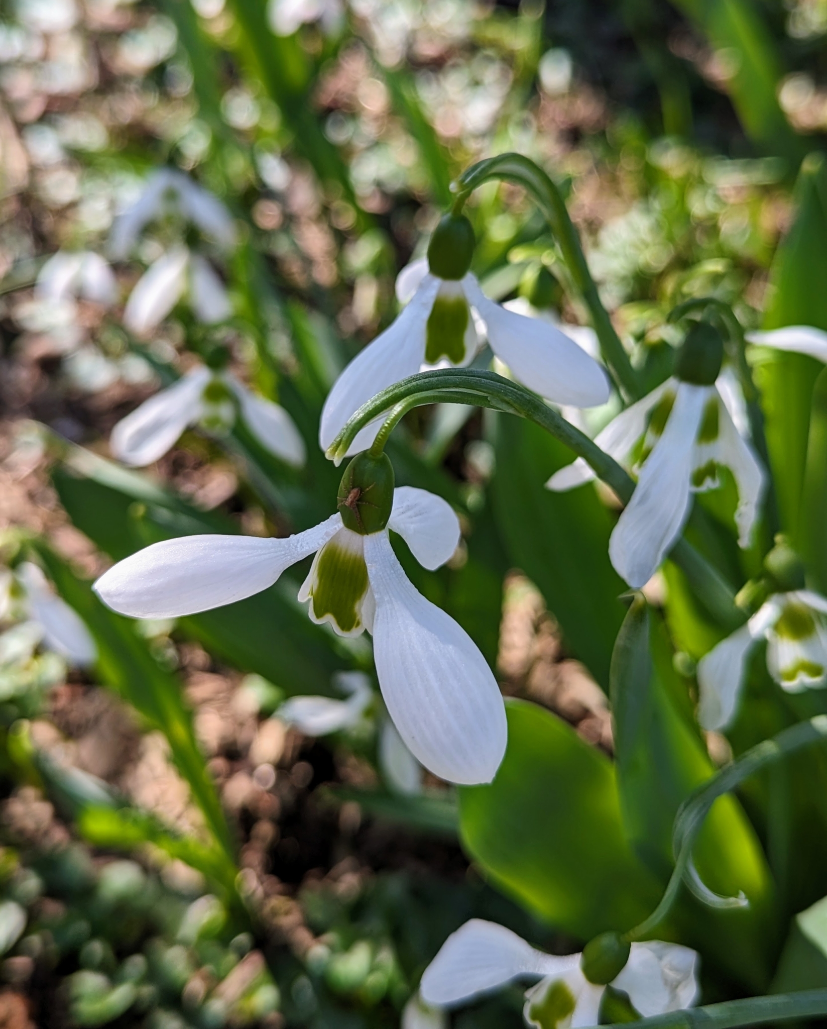 Blooming Galanthus - The Martha Stewart Blog
