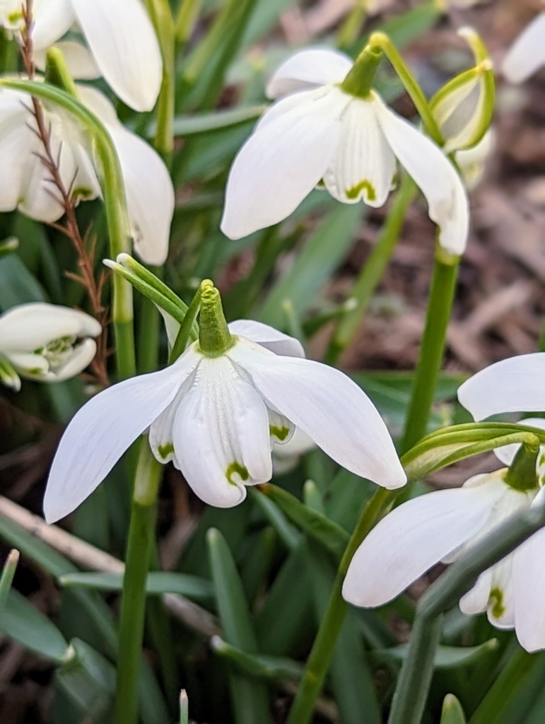 Blooming Galanthus - The Martha Stewart Blog
