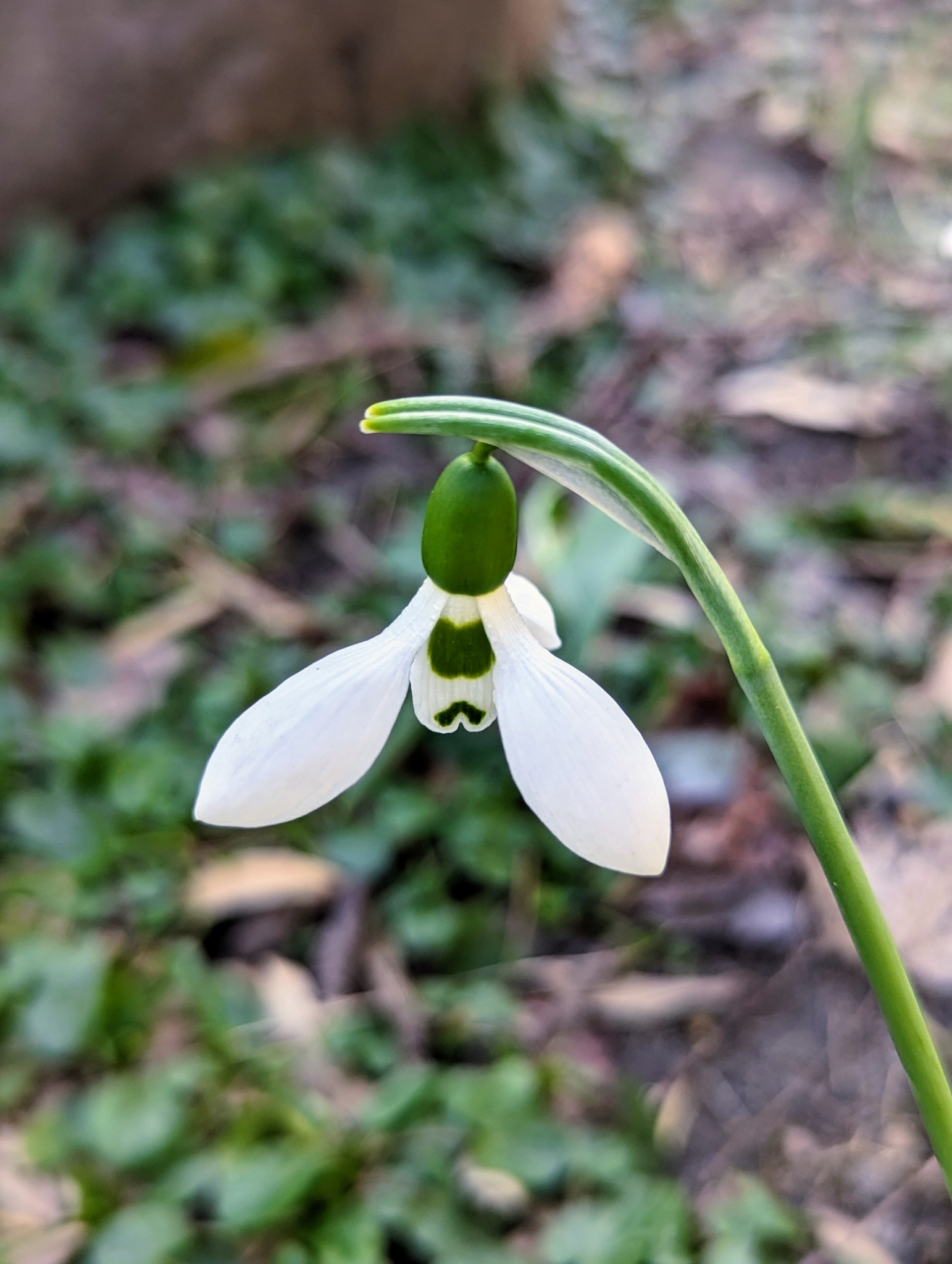 Blooming Galanthus - The Martha Stewart Blog