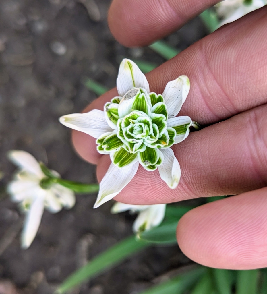 Blooming Galanthus - The Martha Stewart Blog