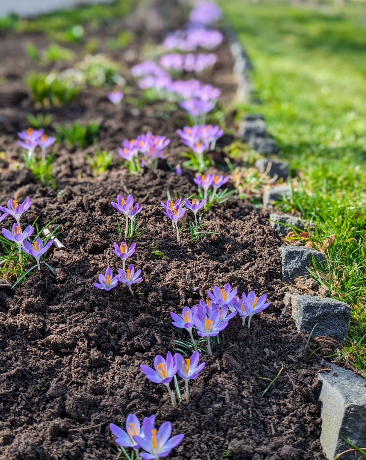 Early Spring Chores - The Martha Stewart Blog