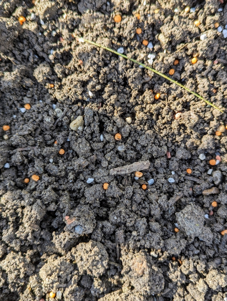 Planting Sweet Peas at My Farm - The Martha Stewart Blog