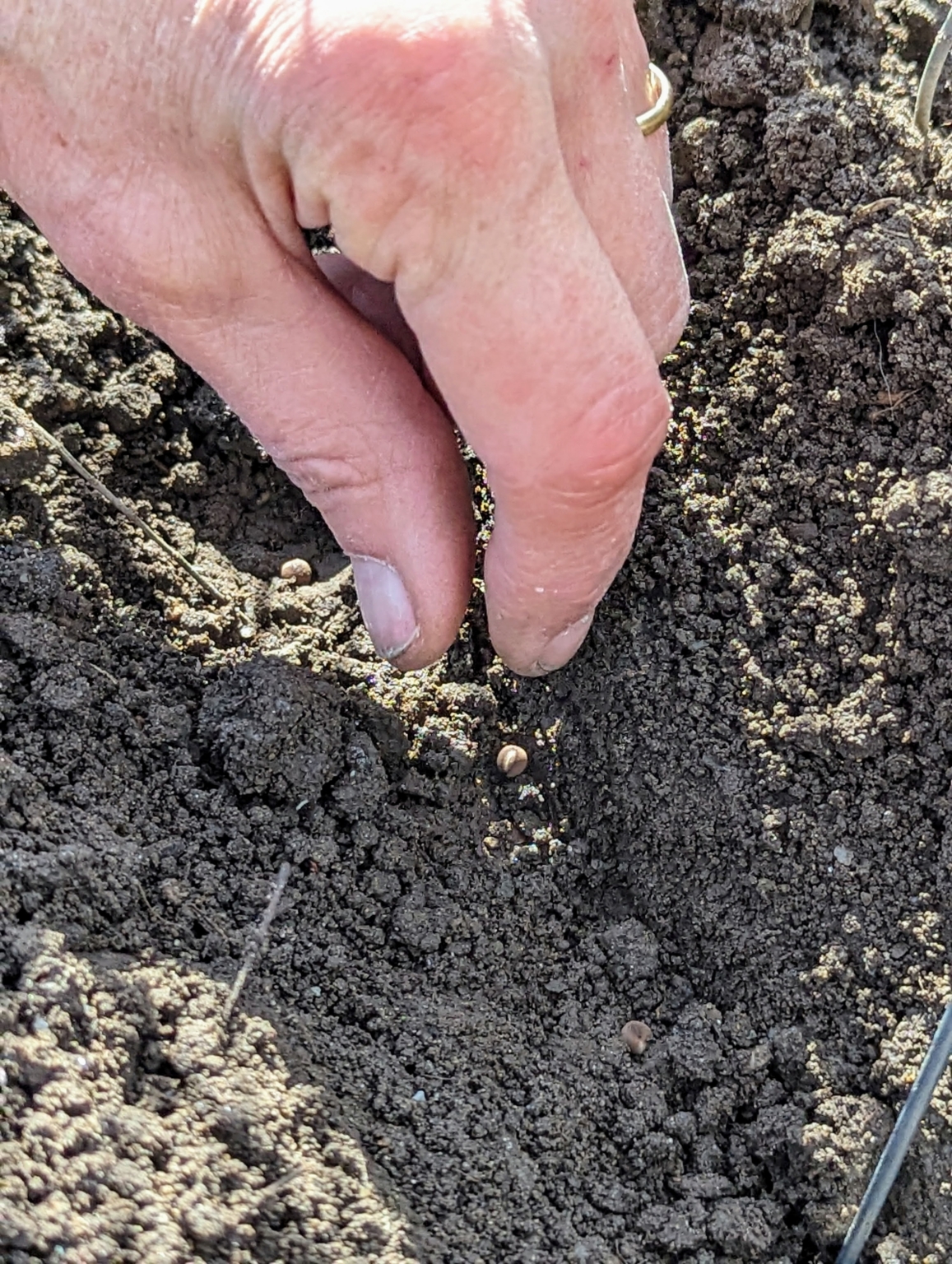Planting Sweet Peas at My Farm - The Martha Stewart Blog