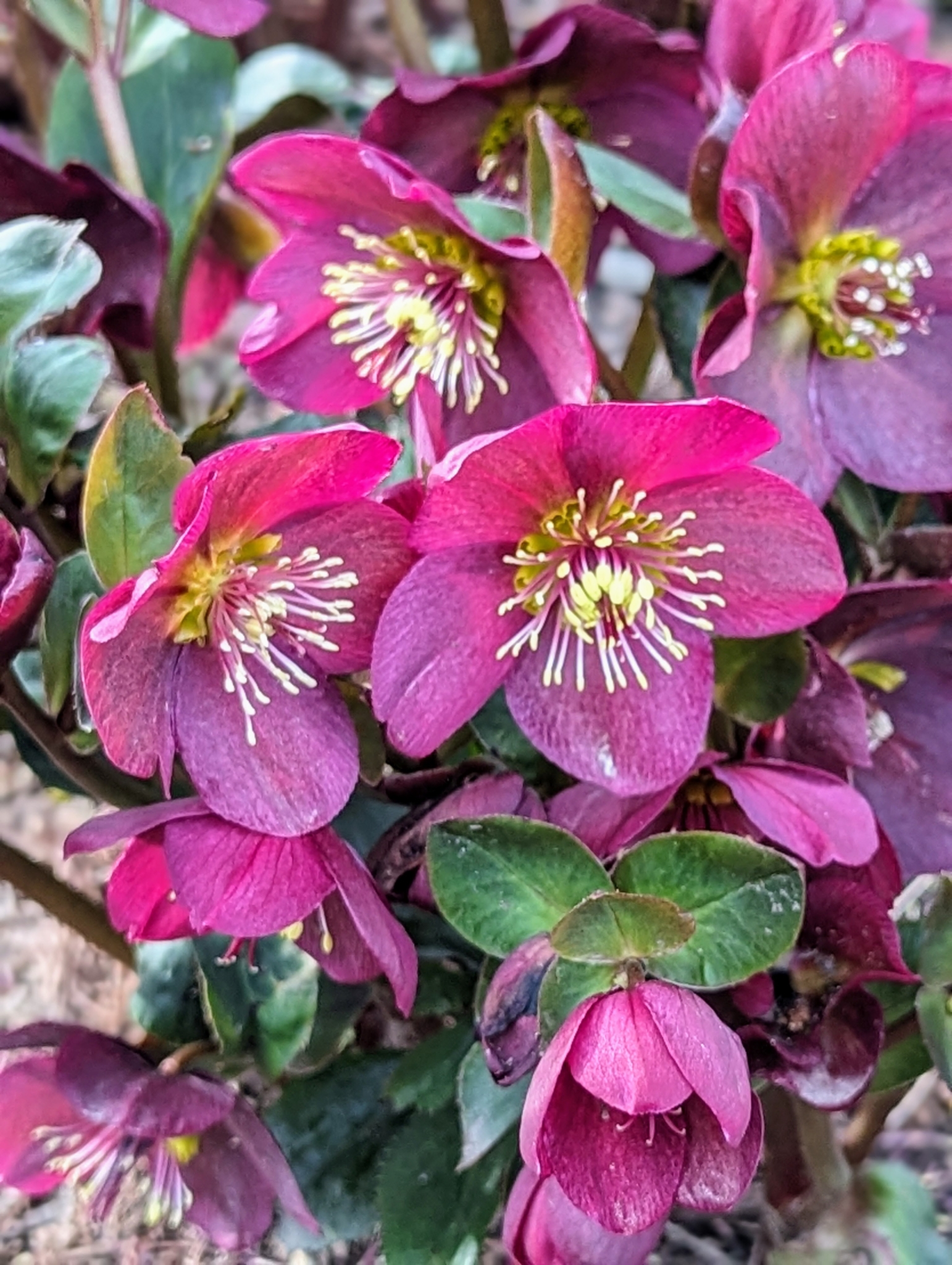 Blooming Hellebores - The Martha Stewart Blog