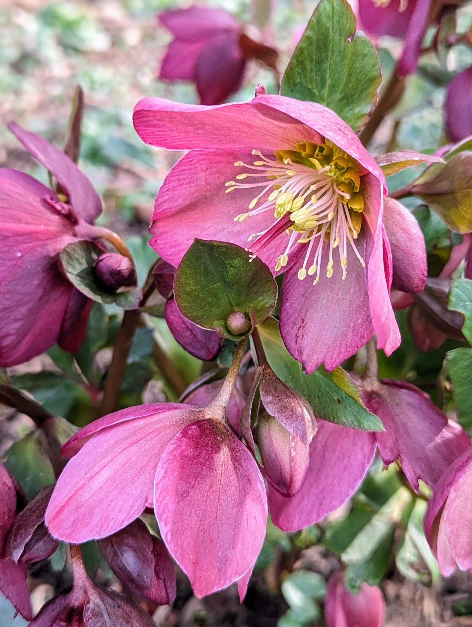 Blooming Hellebores - The Martha Stewart Blog