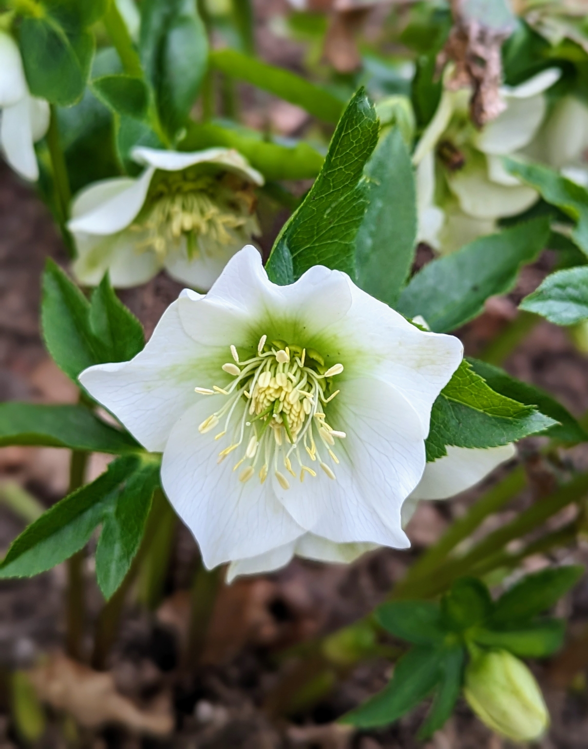 Blooming Hellebores - The Martha Stewart Blog