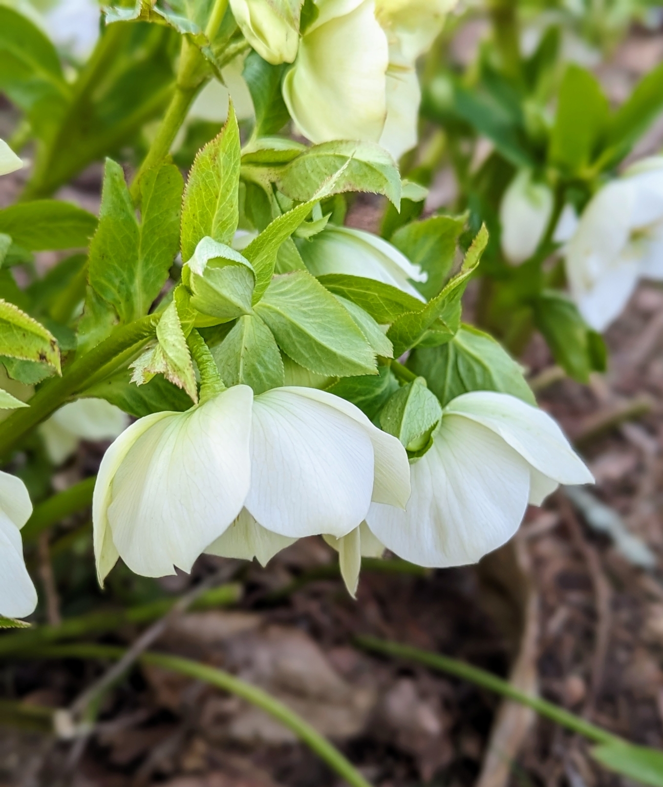 Blooming Hellebores - The Martha Stewart Blog