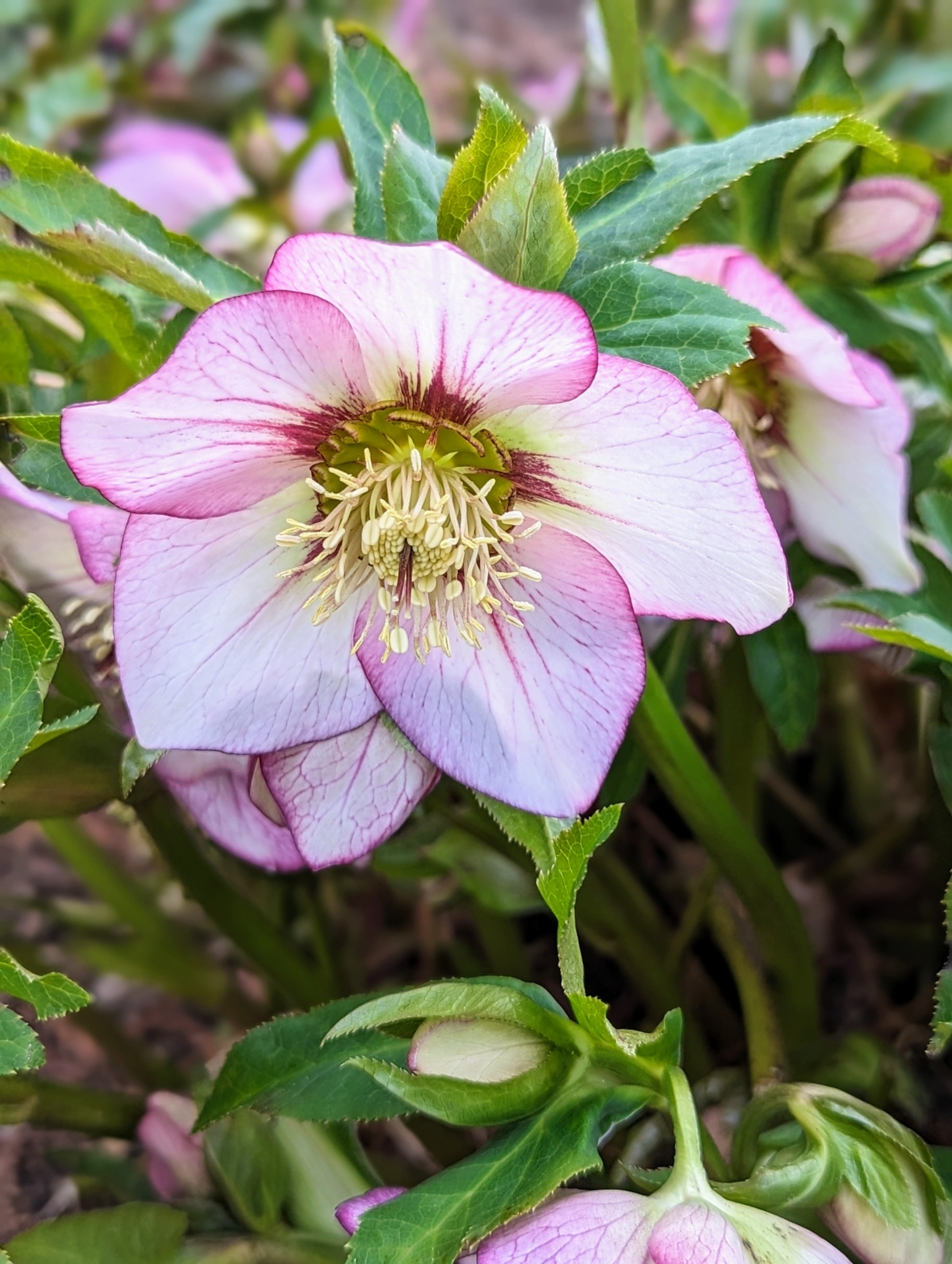Blooming Hellebores - The Martha Stewart Blog