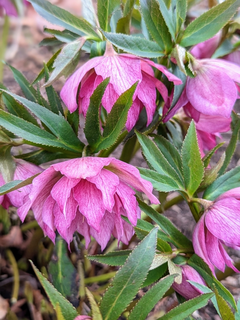 Blooming Hellebores - The Martha Stewart Blog