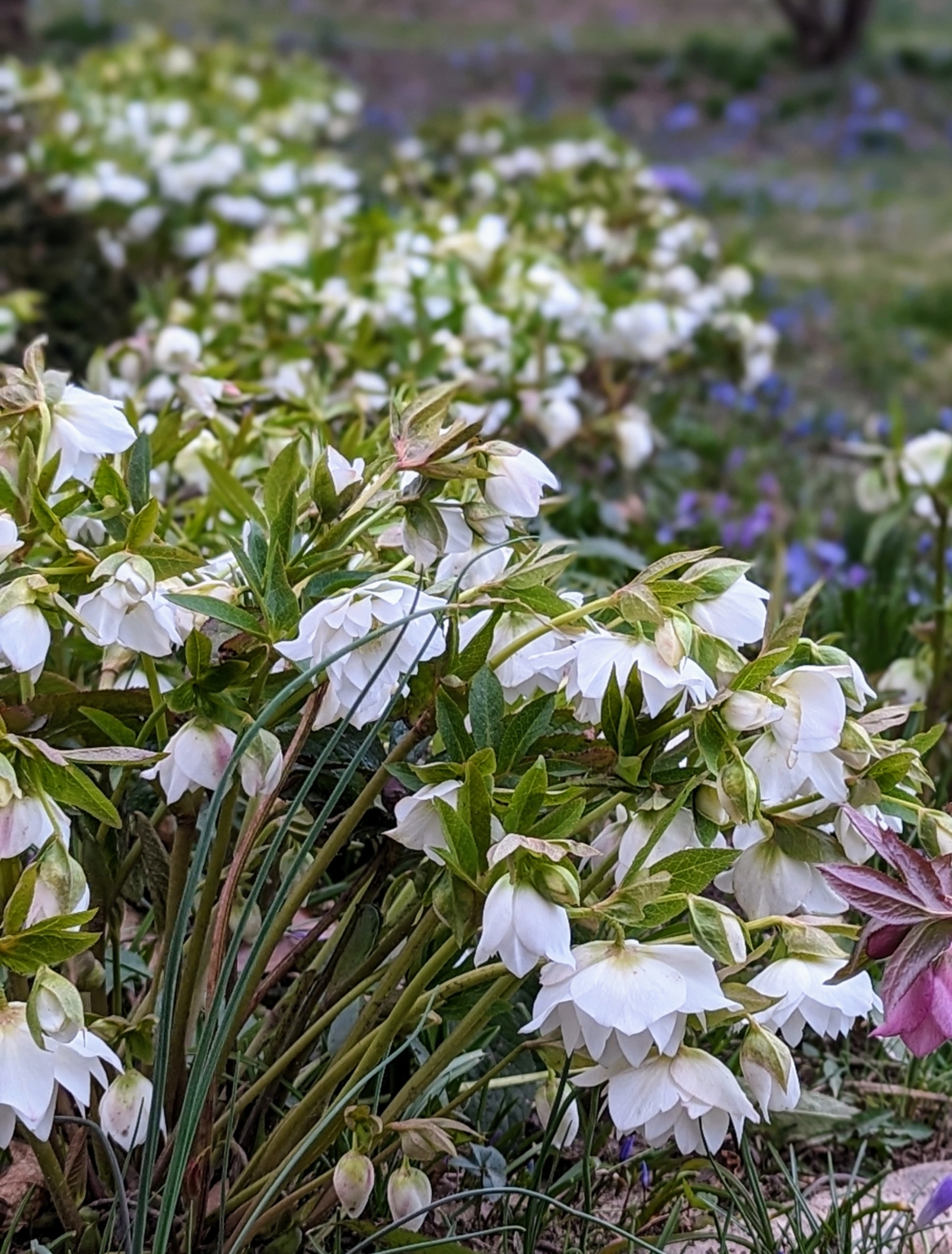 Blooming Hellebores - The Martha Stewart Blog