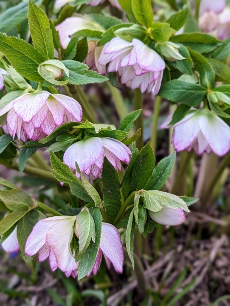 Blooming Hellebores - The Martha Stewart Blog
