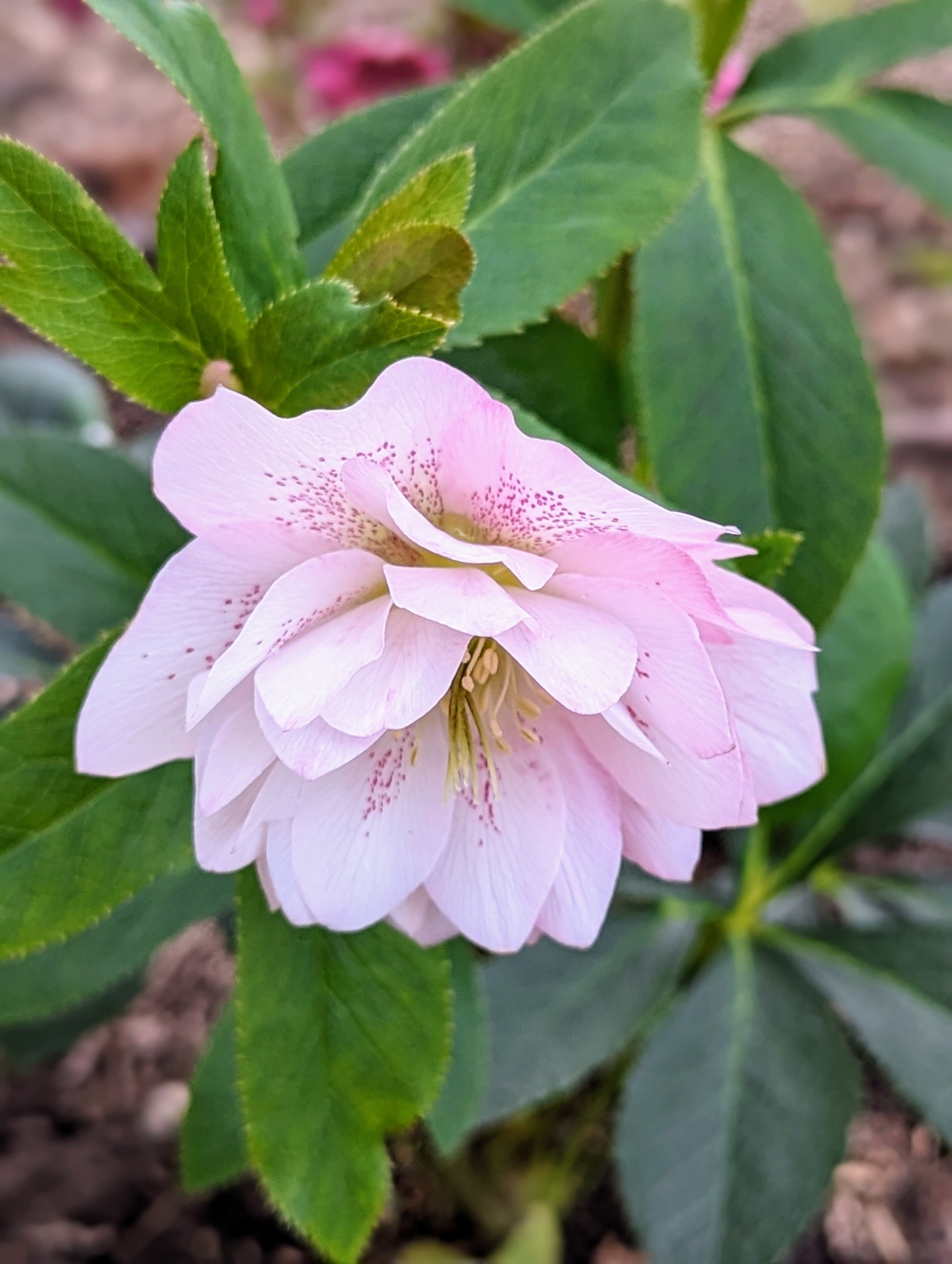 Blooming Hellebores - The Martha Stewart Blog