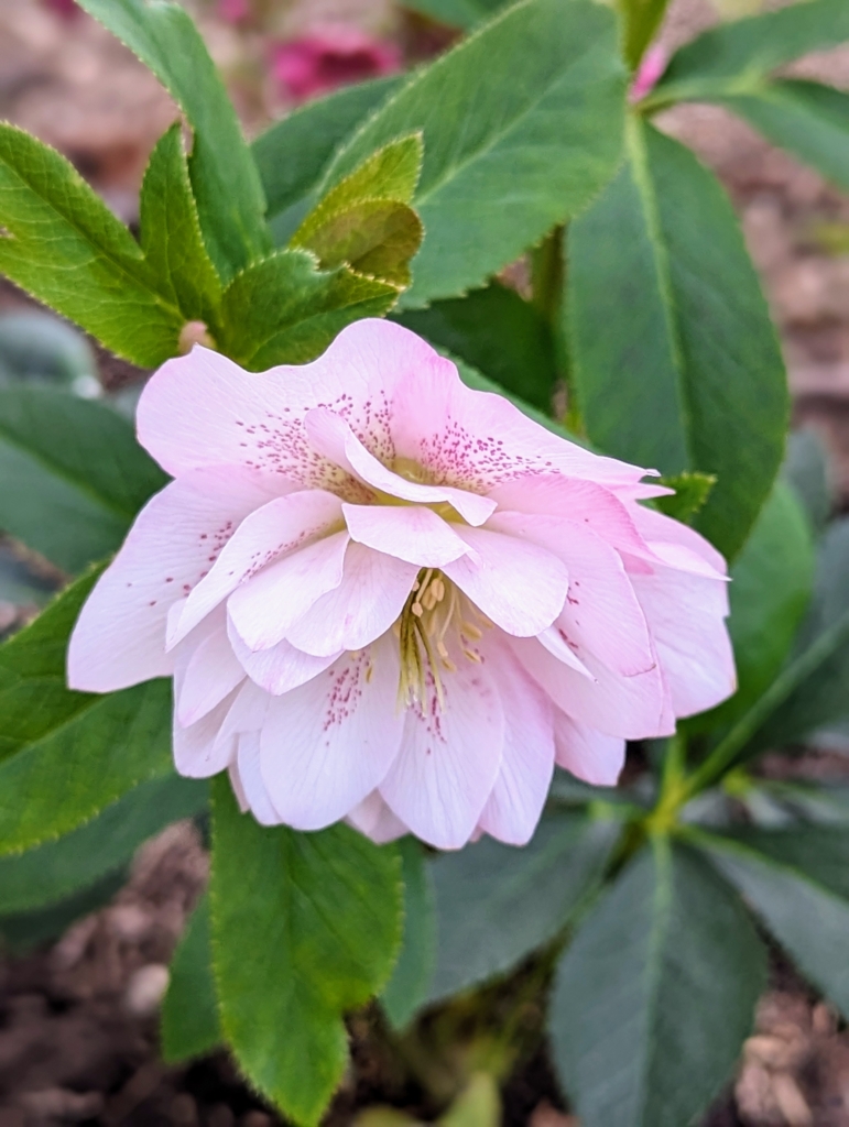 The Martha Stewart Blog : Blog Archive Blooming Hellebores - The Martha ...