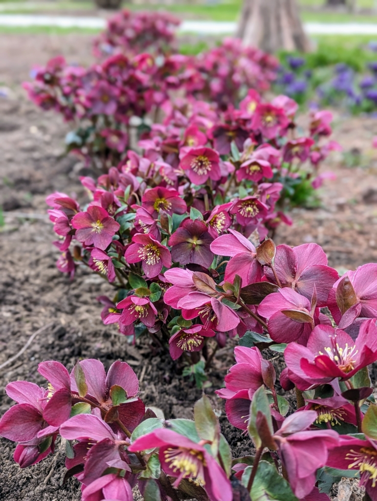 Blooming Hellebores - The Martha Stewart Blog