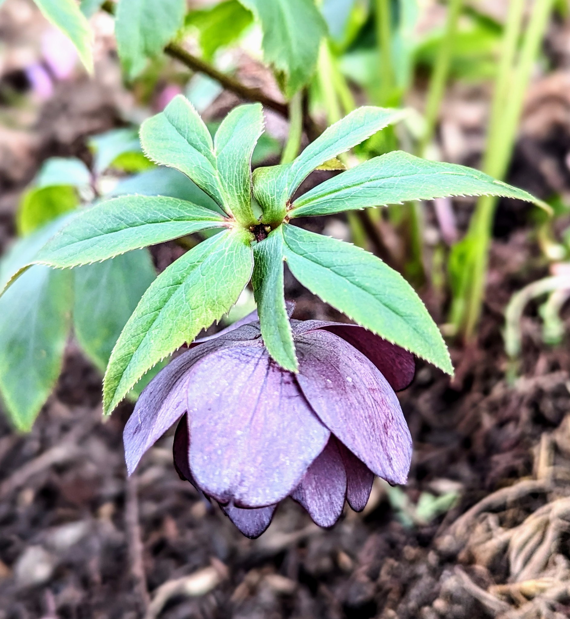 Blooming Hellebores - The Martha Stewart Blog