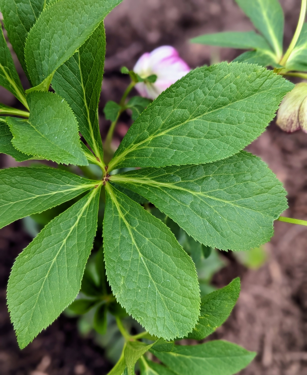 Blooming Hellebores - The Martha Stewart Blog