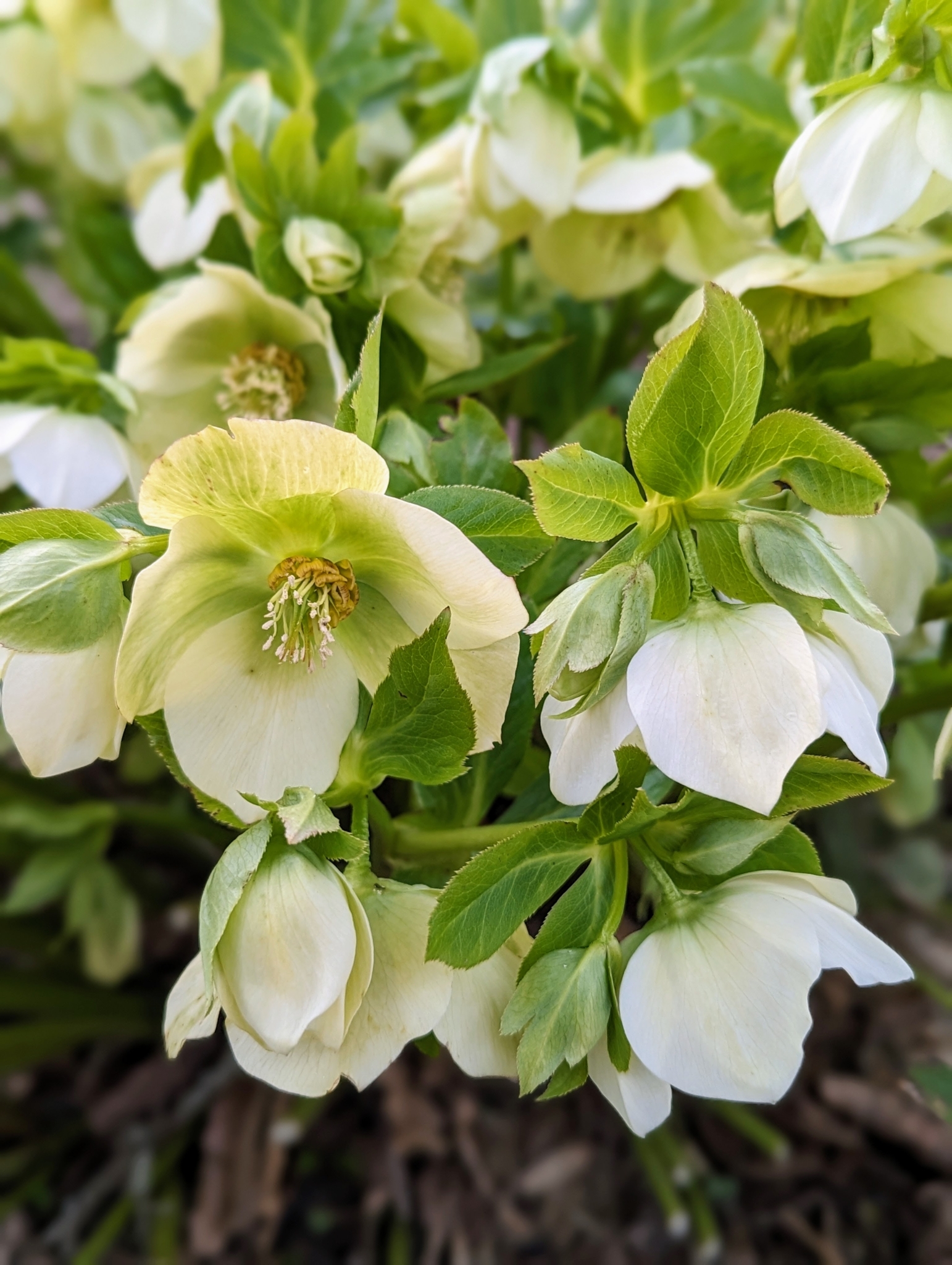 Blooming Hellebores - The Martha Stewart Blog