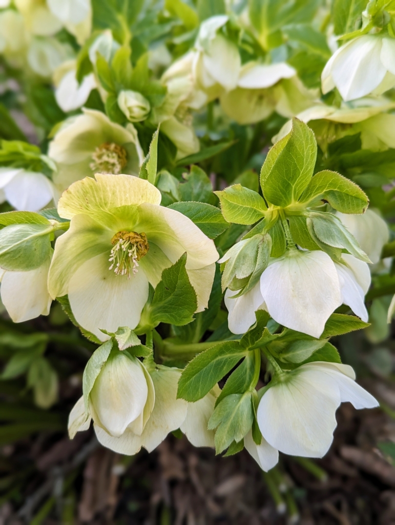 Blooming Hellebores - The Martha Stewart Blog