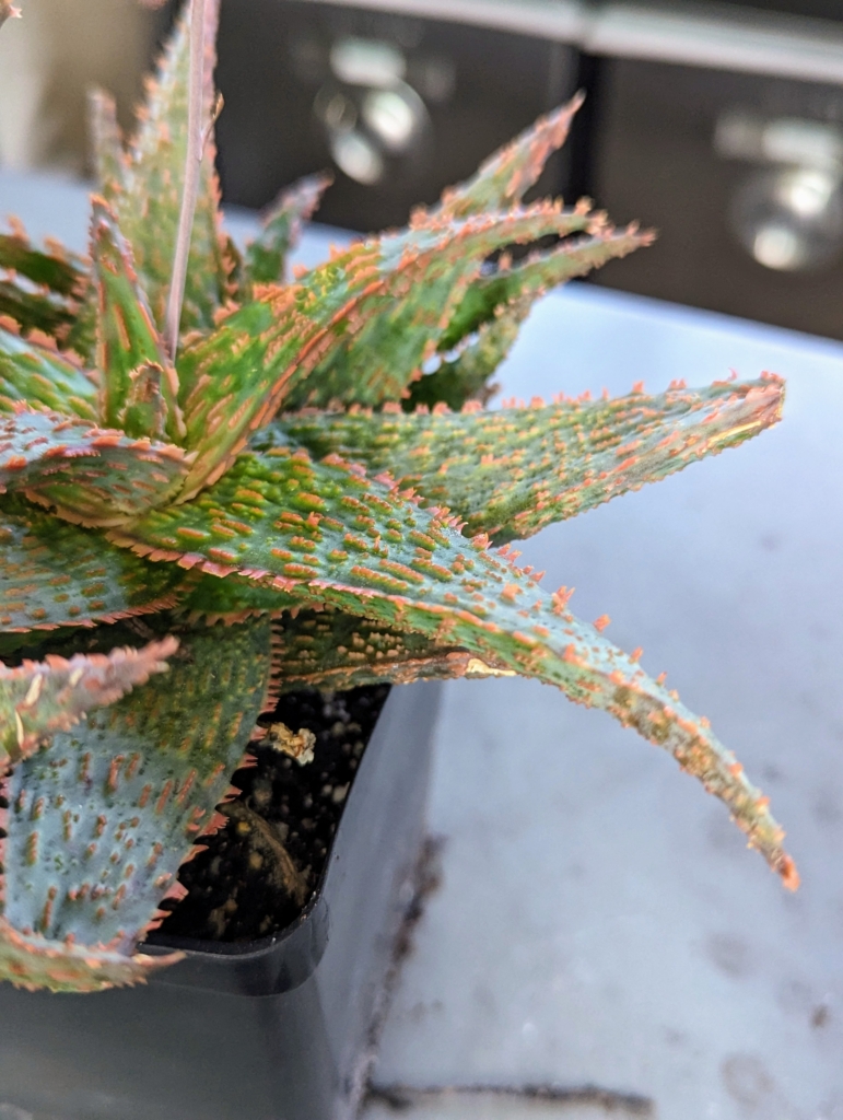 Potting Aloe Vera and Other Succulents - The Martha Stewart Blog