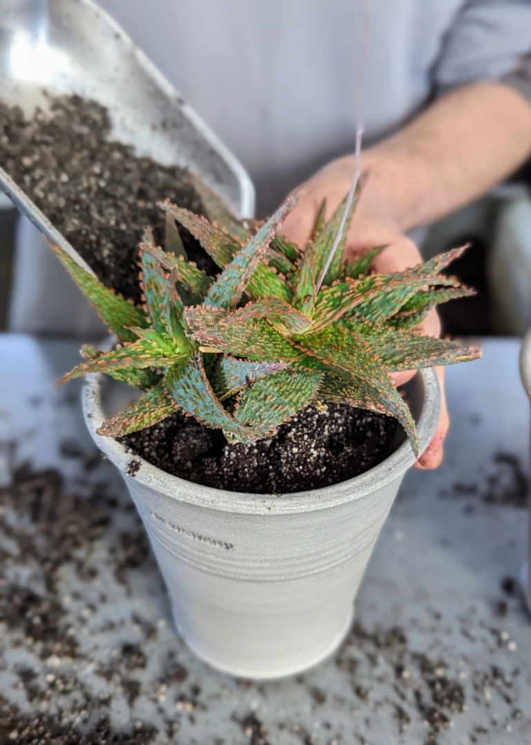 Potting Aloe Vera and Other Succulents - The Martha Stewart Blog