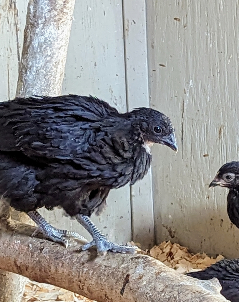 The Growing Chicks at My Farm - The Martha Stewart Blog