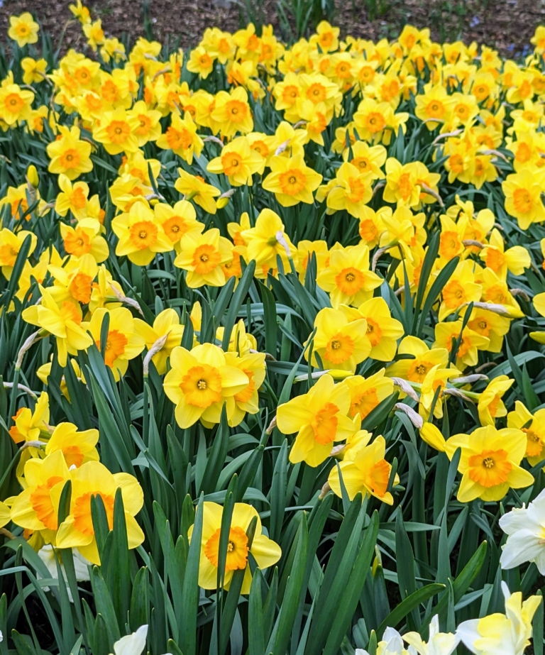 April Daffodils - The Martha Stewart Blog