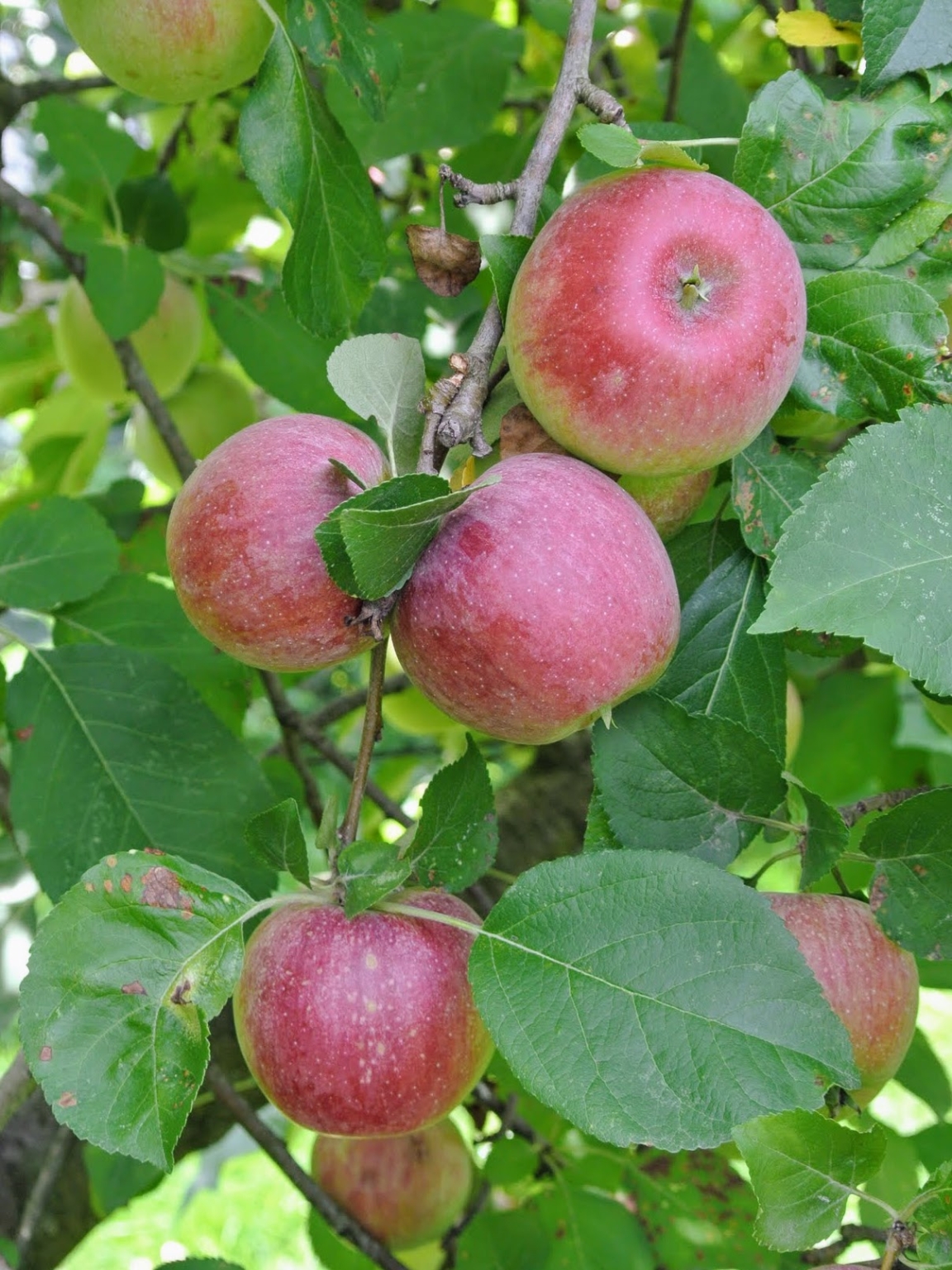 Pruning My Old Apple Trees - The Martha Stewart Blog