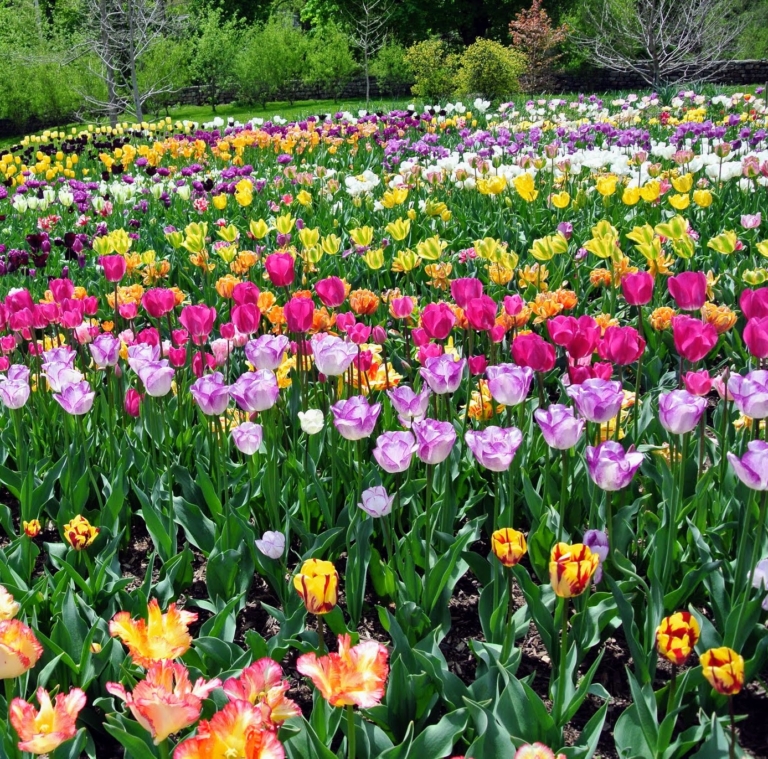 Honoring "Tulip Day New York" - The Martha Stewart Blog