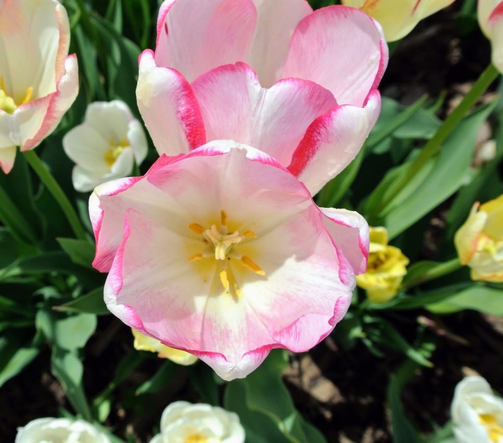 The Martha Stewart Blog : Blog Archive Honoring "Tulip Day New York ...