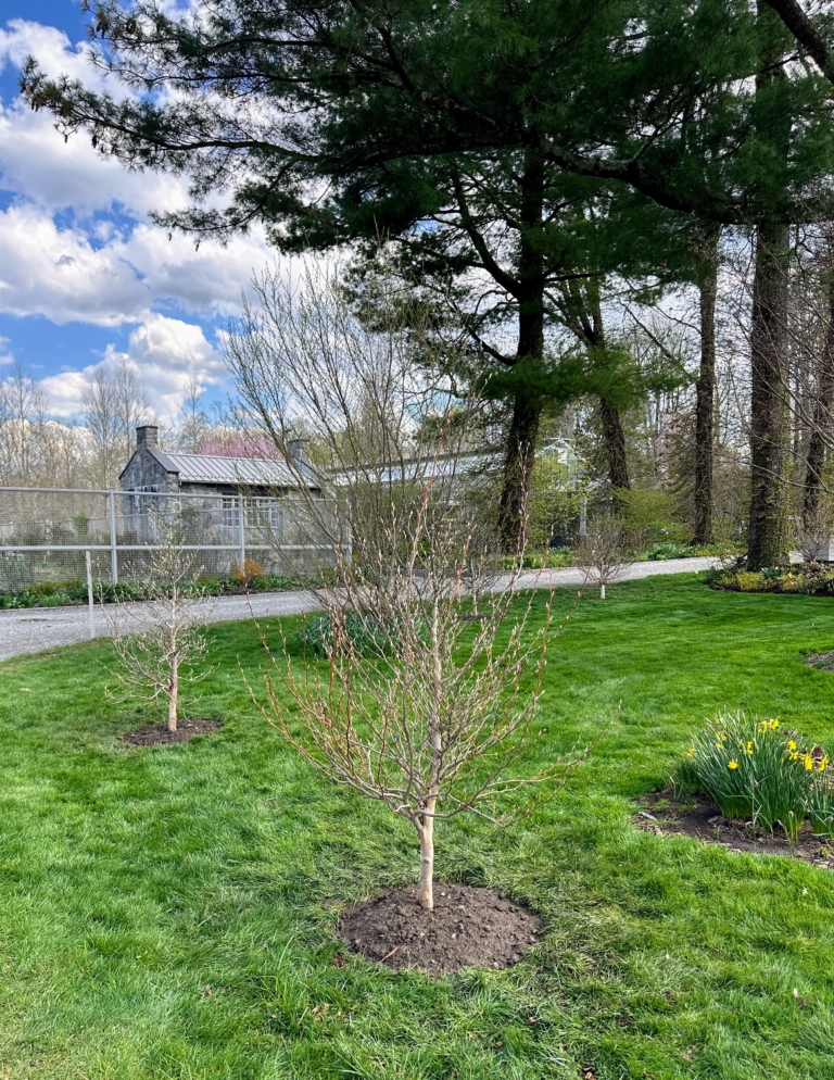 Planting Stewartia Trees - The Martha Stewart Blog