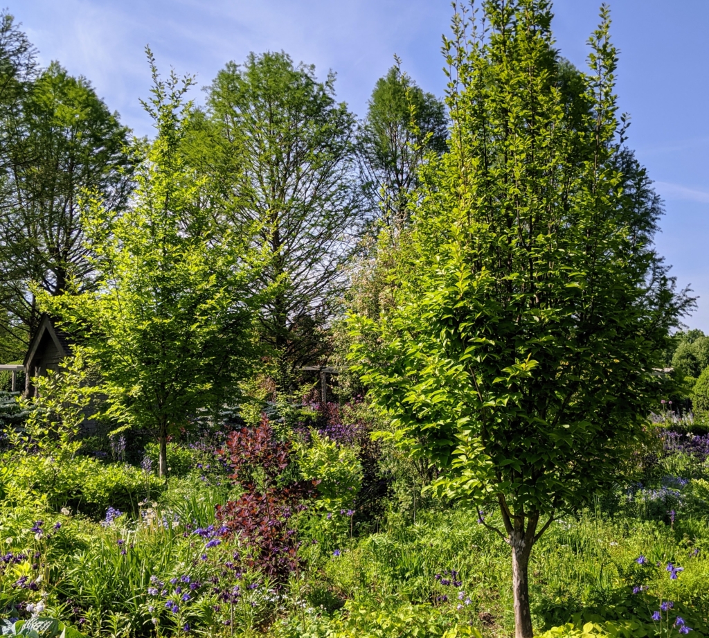 The Martha Stewart Blog : Blog Archive Planting Stewartia Trees - The ...