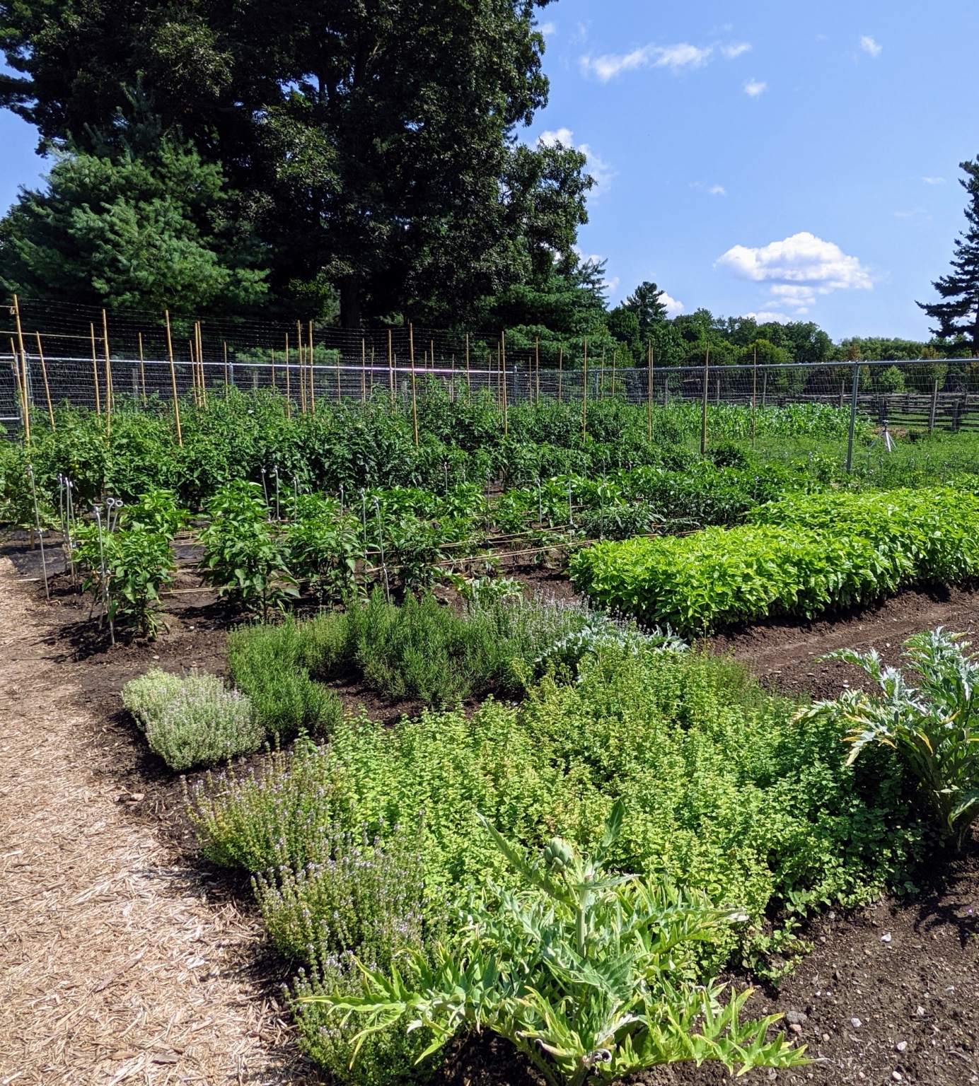 Creating a New Flower Cutting Garden, Part I - The Martha Stewart Blog