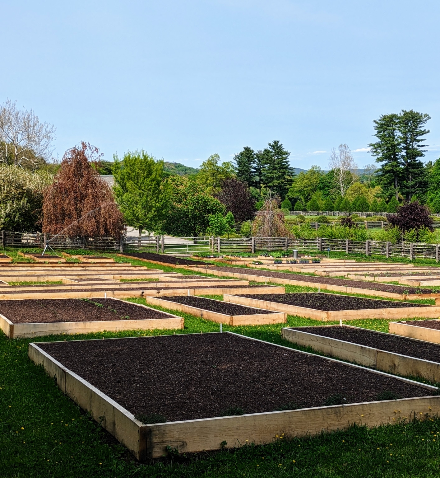Growing Asparagus - The Martha Stewart Blog
