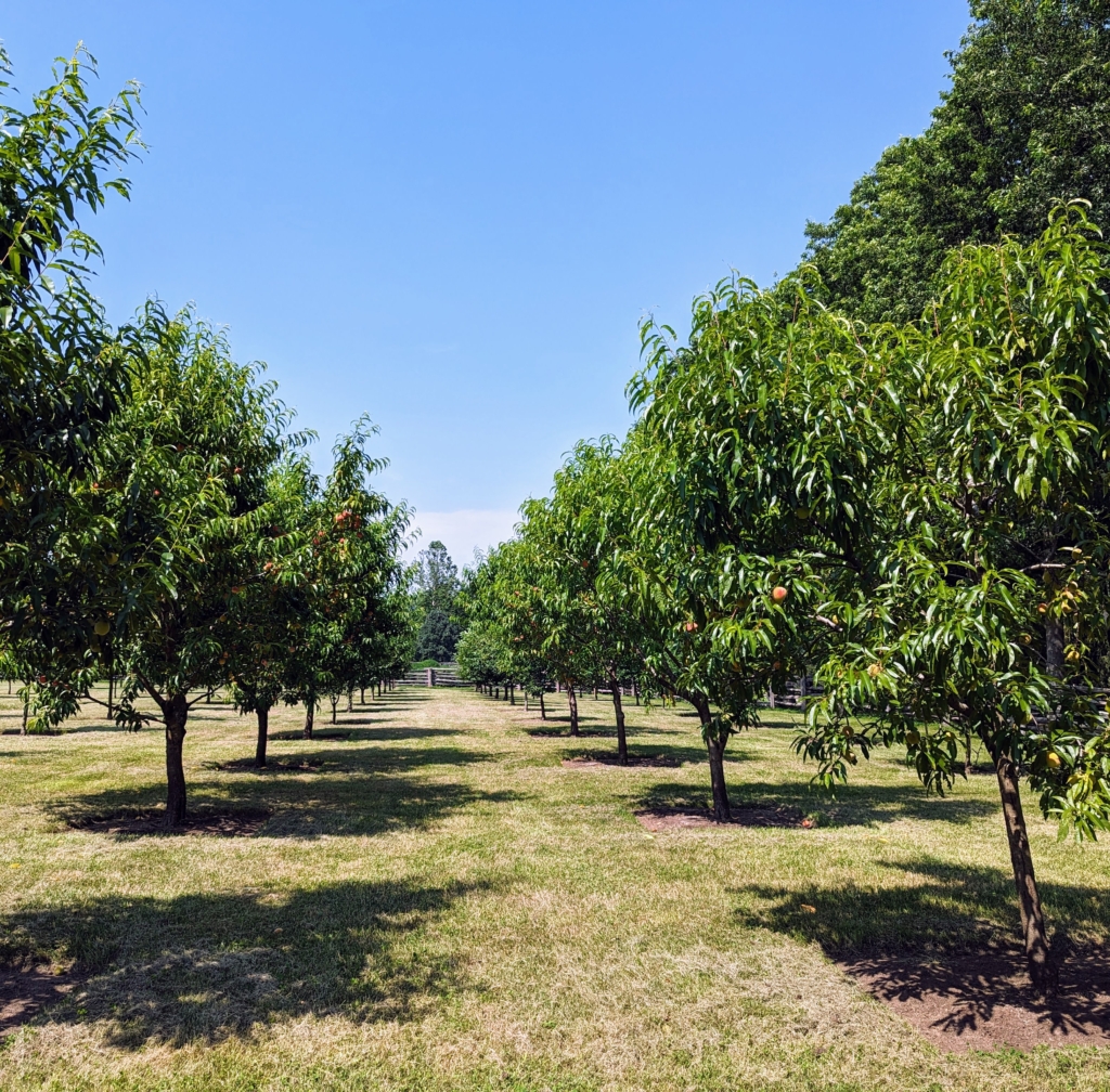 Maintaining the Orchard - The Martha Stewart Blog