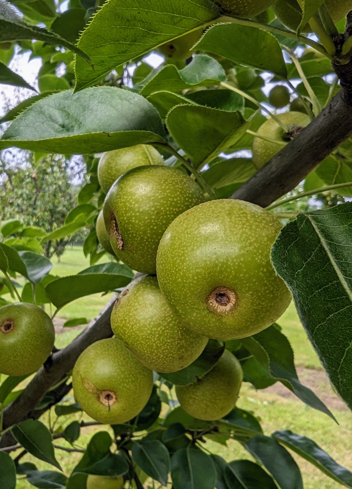 Maintaining the Orchard - The Martha Stewart Blog