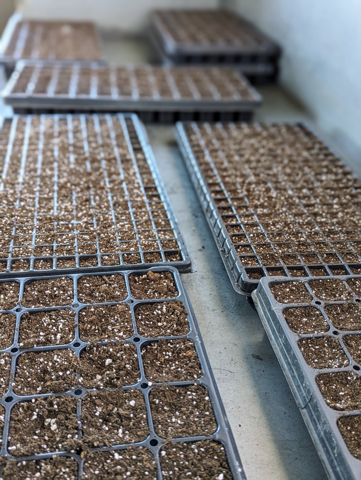 Seed Starting with Baker Creek Flower Seeds - The Martha Stewart Blog
