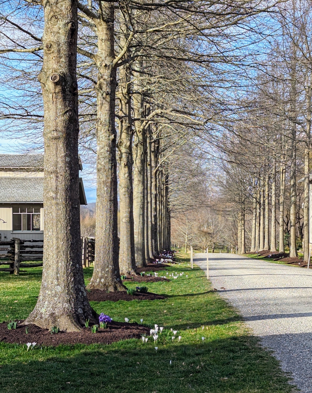 Budding Trees Around the Farm - The Martha Stewart Blog