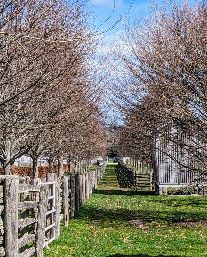 Budding Trees Around the Farm - The Martha Stewart Blog