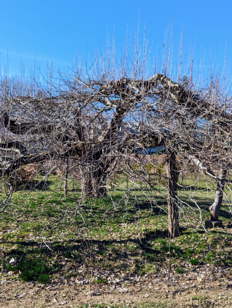 Pruning My Old Apple Trees - The Martha Stewart Blog