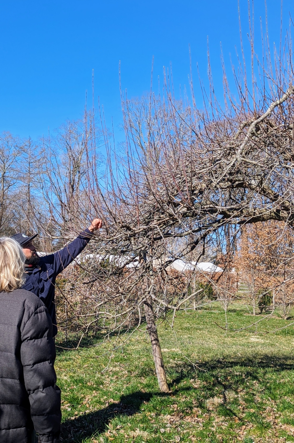 Pruning My Old Apple Trees - The Martha Stewart Blog