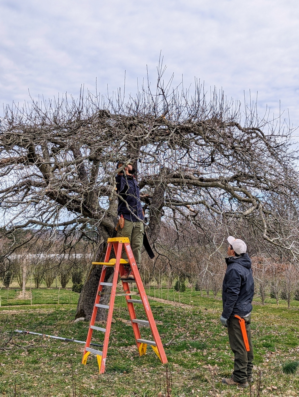 Pruning My Old Apple Trees - The Martha Stewart Blog
