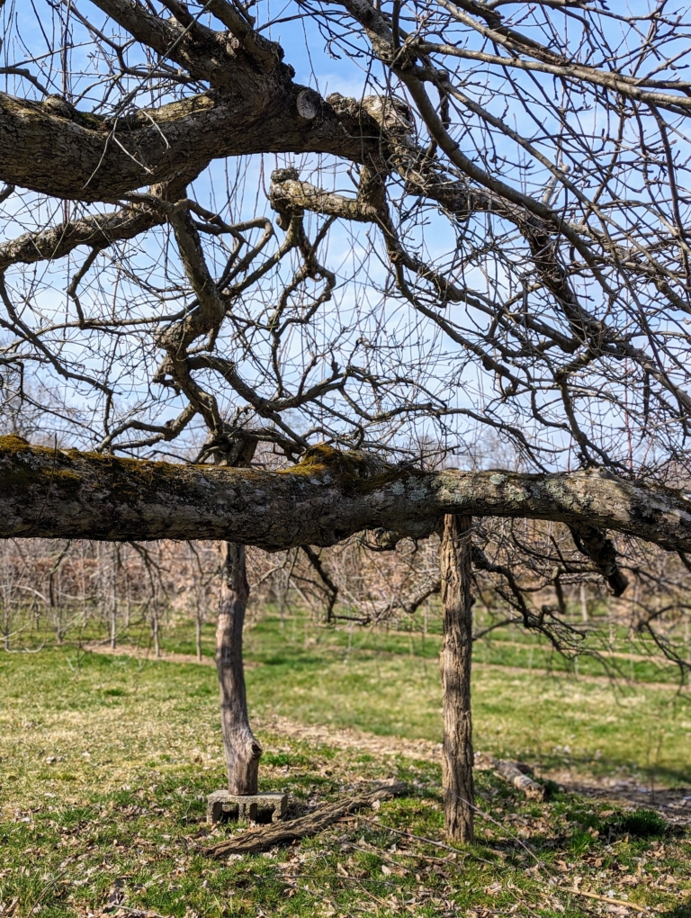 Pruning My Old Apple Trees - The Martha Stewart Blog