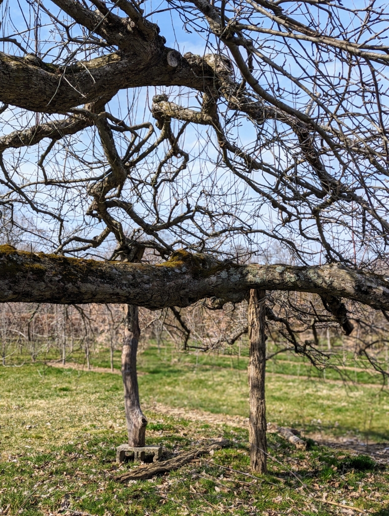 Pruning My Old Apple Trees - The Martha Stewart Blog