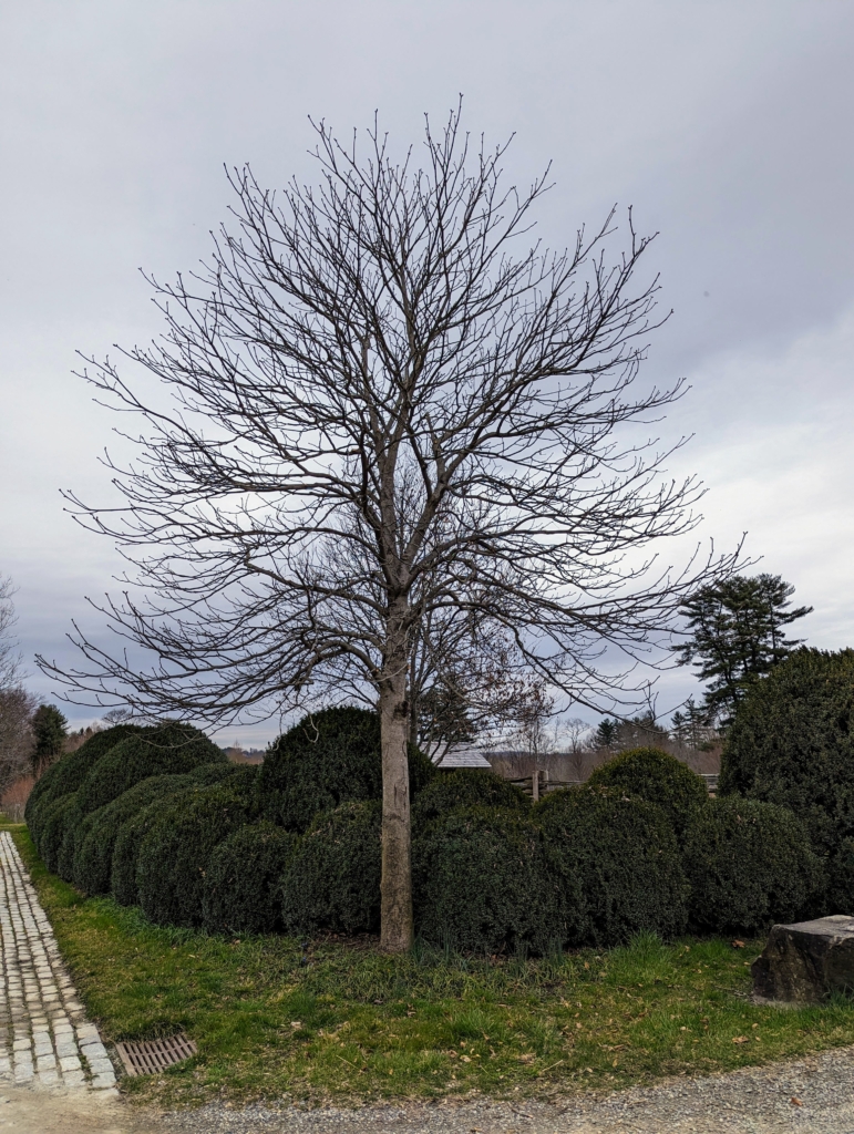 Budding Trees Around the Farm - The Martha Stewart Blog