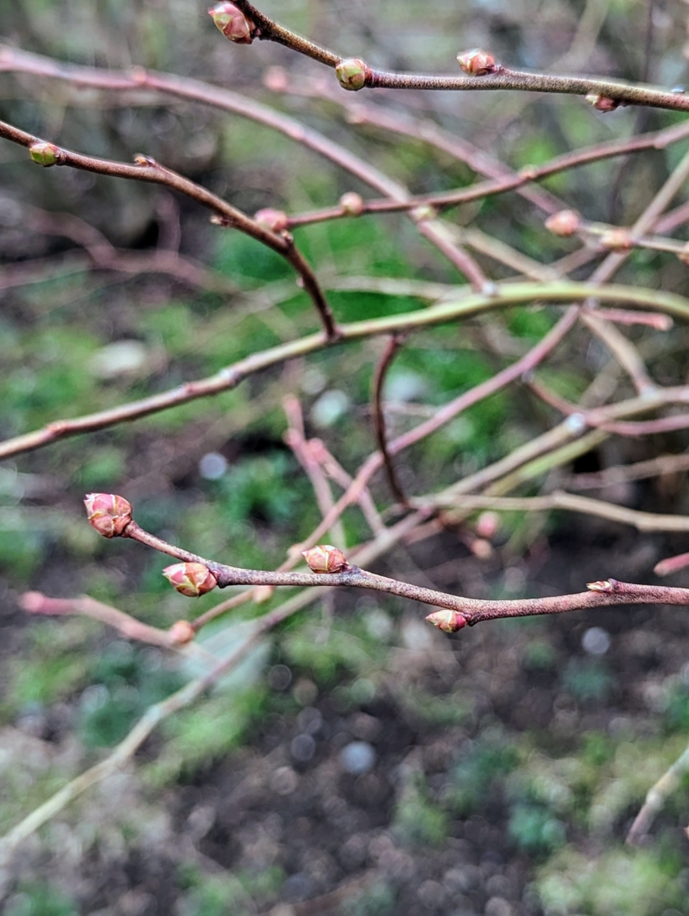 Budding Trees Around the Farm - The Martha Stewart Blog