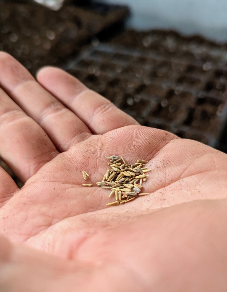 Seed Starting with Baker Creek Flower Seeds - The Martha Stewart Blog
