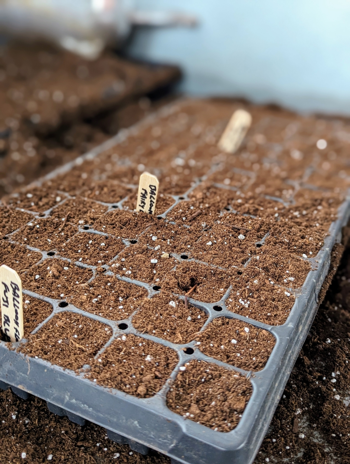 Seed Starting with Baker Creek Flower Seeds - The Martha Stewart Blog