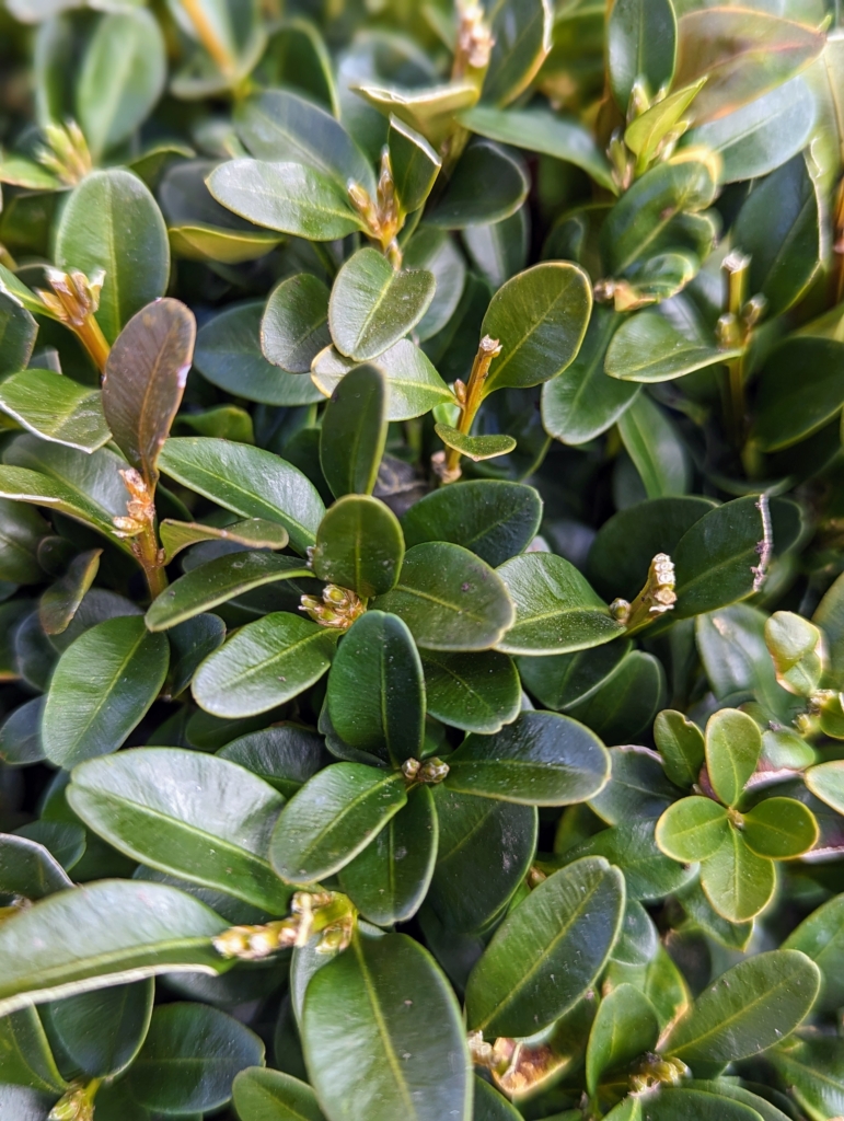 The Martha Stewart Blog : Blog Archive Planting a Boxwood Border - The ...