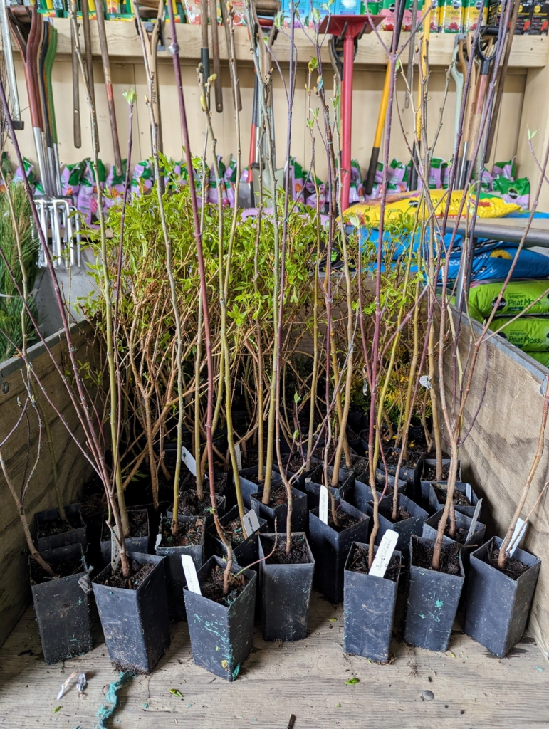 The Martha Stewart Blog : Blog Archive Potting Up Trees and Shrubs ...
