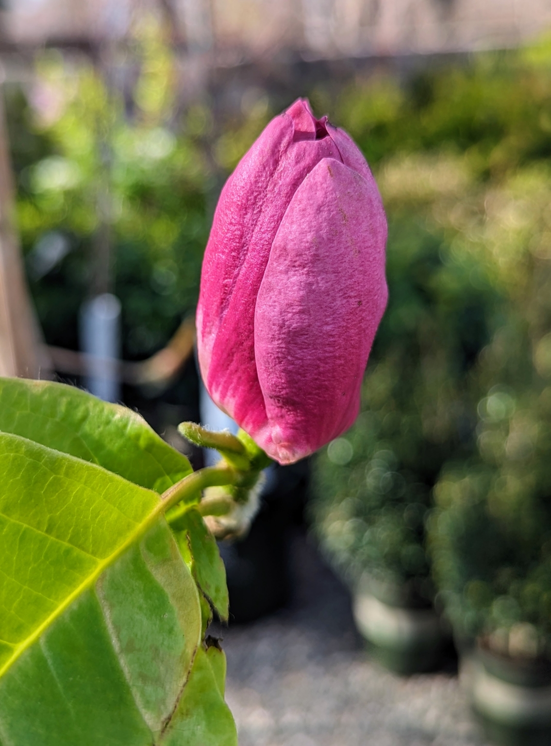 Planting Magnolia Trees - The Martha Stewart Blog